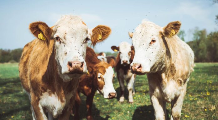 ZELP from Argentina transforms methane from cow burps into CO2 ...
